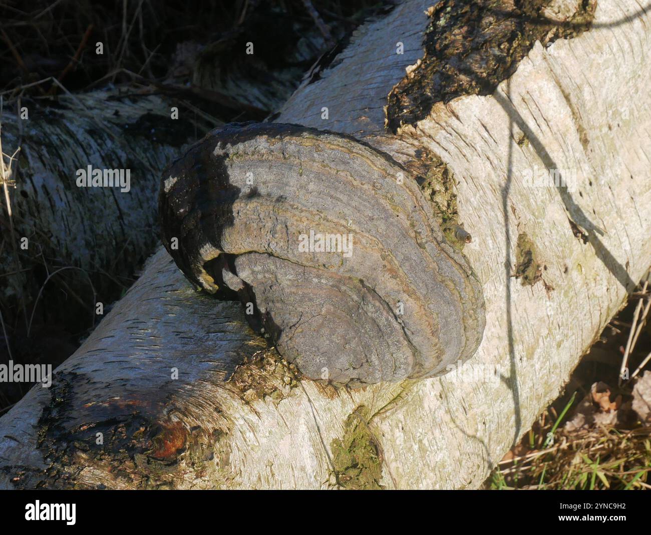 Hoof Fungus (Fomes fomentarius Stock Photo - Alamy