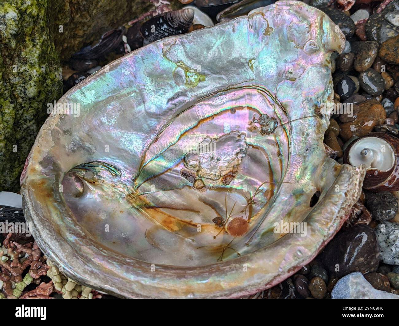 Red Abalone (Haliotis rufescens Stock Photo - Alamy