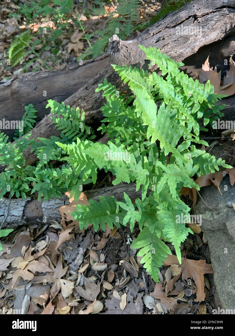 California Polypody (Polypodium californicum Stock Photo - Alamy