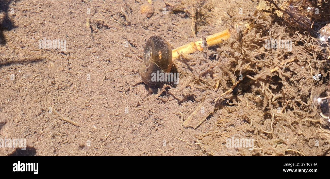 Great Ram's-horn (Planorbarius corneus Stock Photo - Alamy