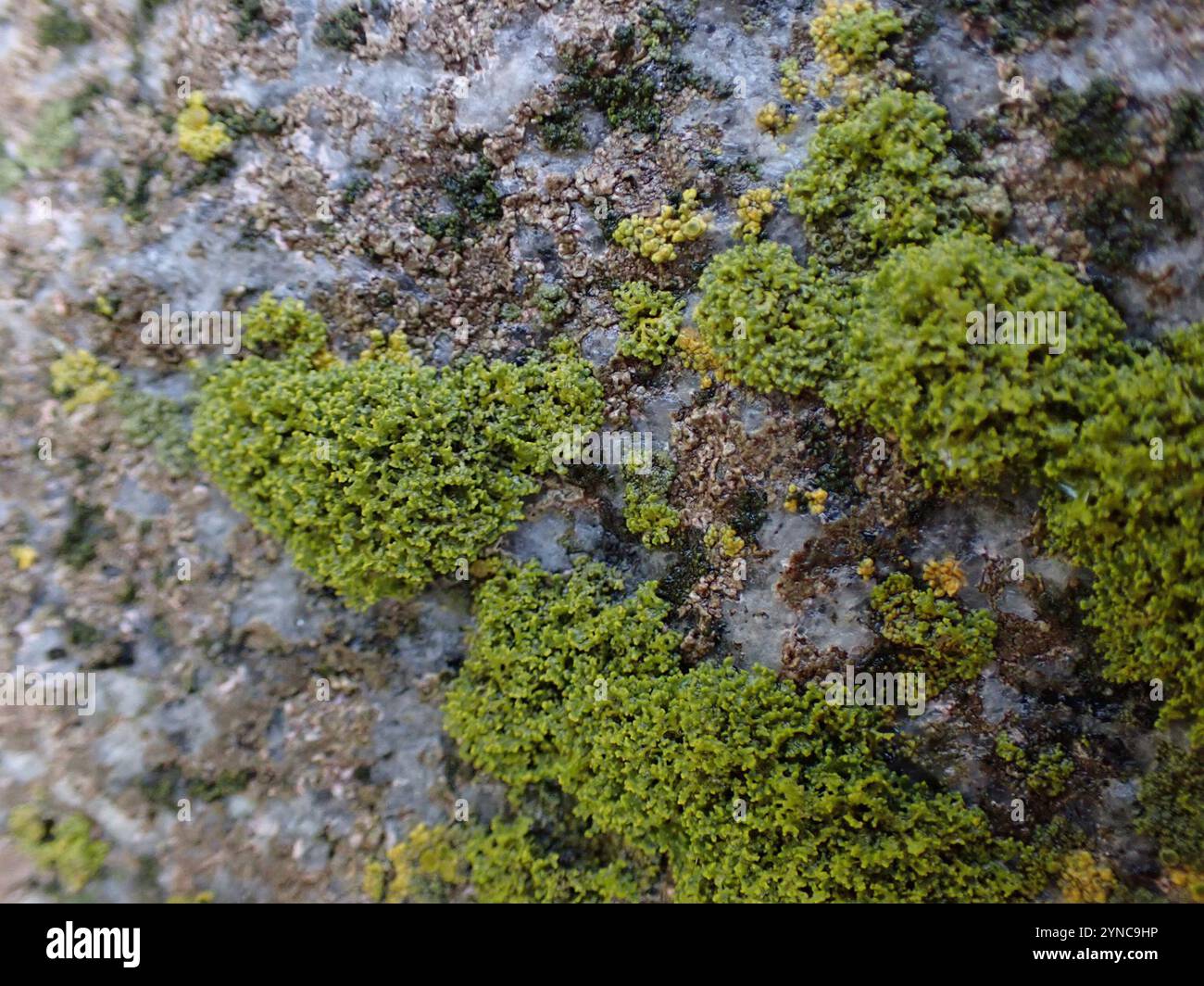 Shrubby Sunburst Lichen (Polycauliona candelaria Stock Photo - Alamy