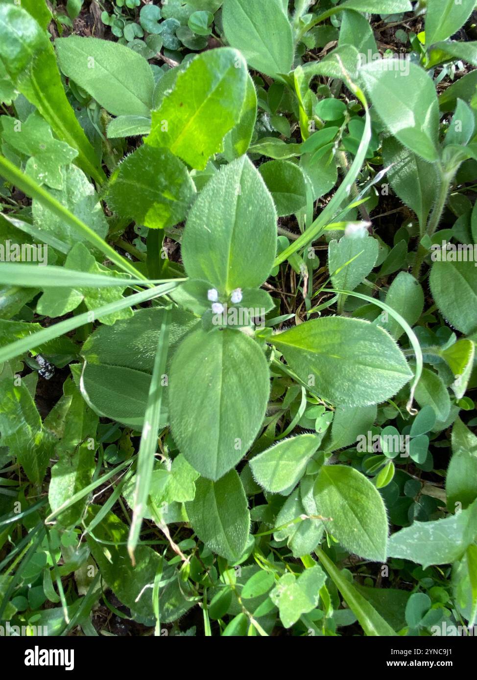Tropical Mexican Clover (Richardia brasiliensis Stock Photo - Alamy