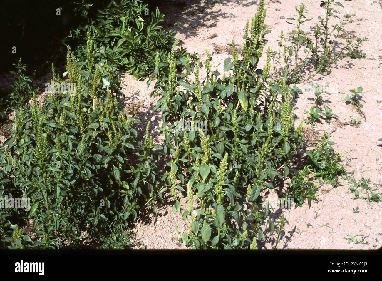 Redroot Amaranth (Amaranthus retroflexus Stock Photo - Alamy