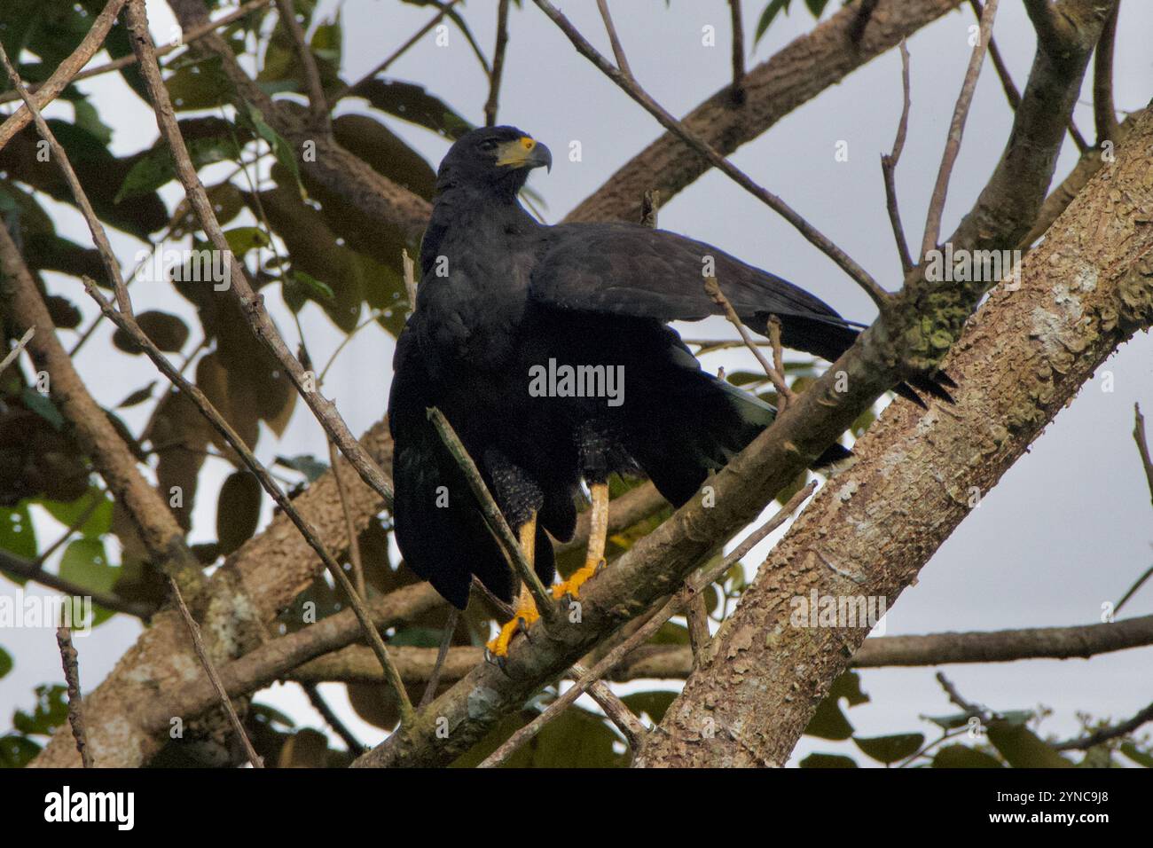 Common Black Hawk (Buteogallus anthracinus Stock Photo - Alamy
