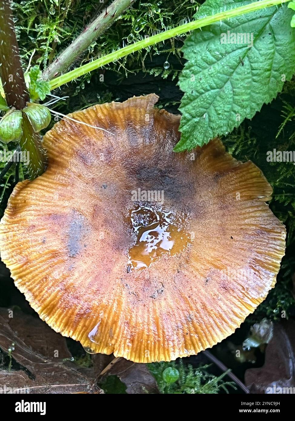 honey mushrooms (Armillaria Stock Photo - Alamy