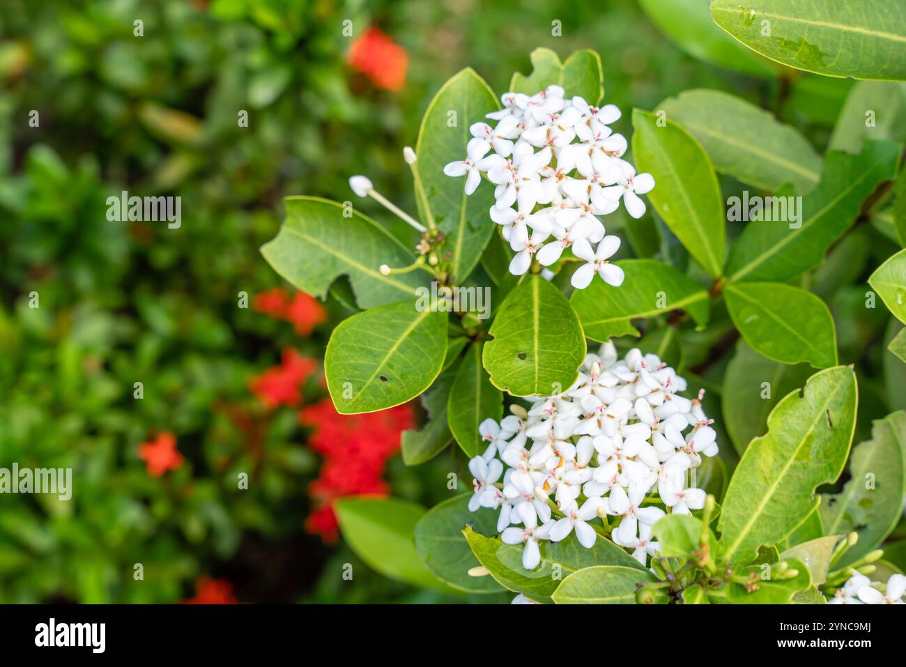 The Soka flower plant or red Ixora chinensis, commonly known as Chinese ...