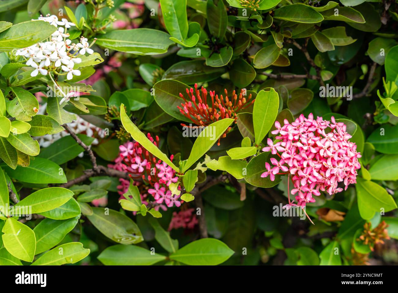 The Soka flower plant or red Ixora chinensis, commonly known as Chinese ...