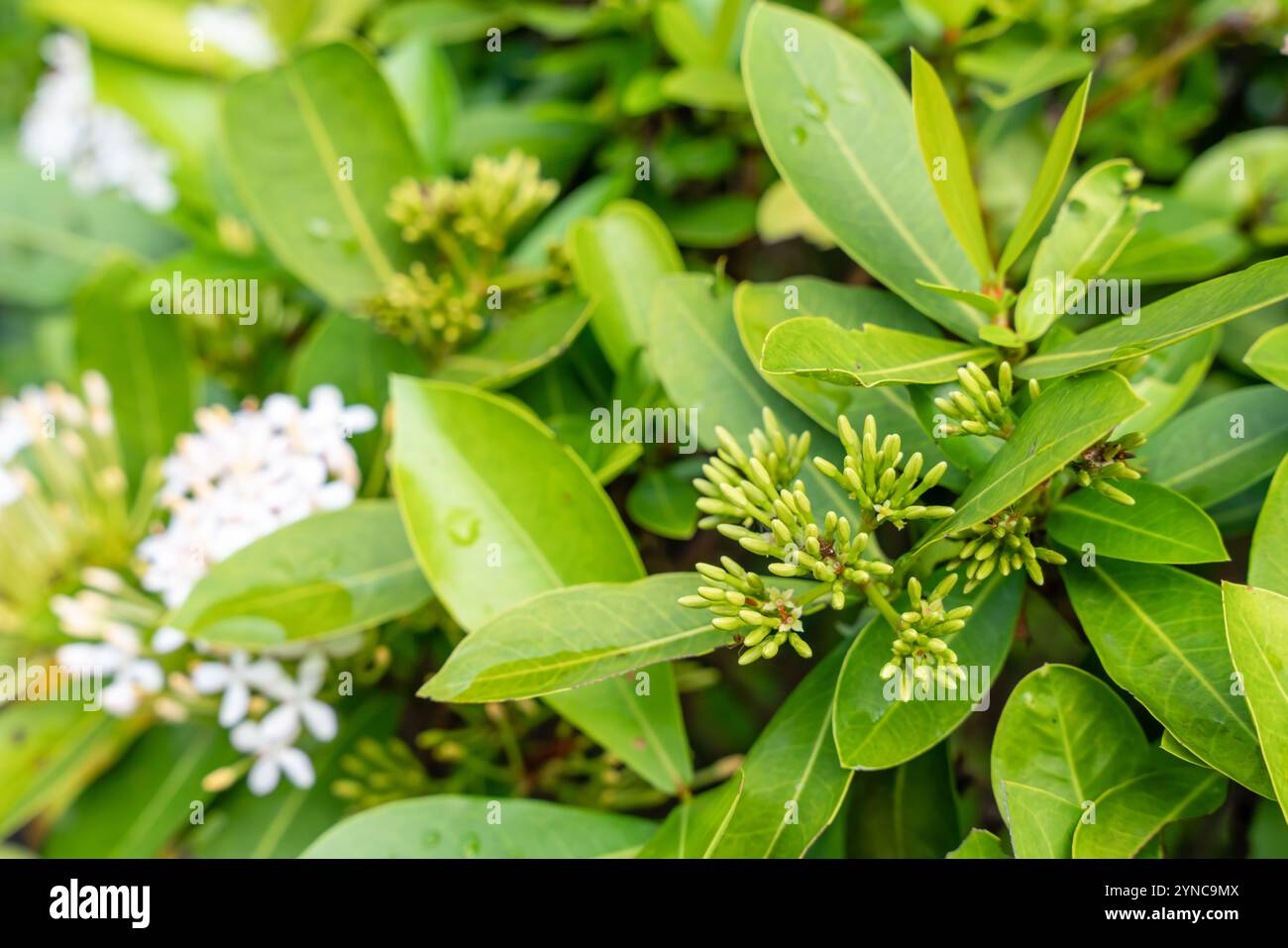 The Soka flower plant or red Ixora chinensis, commonly known as Chinese ...