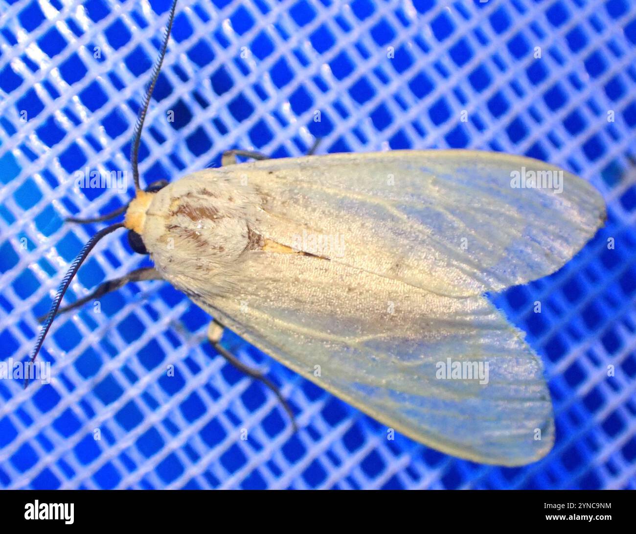 Siam Weed Defoliator (Pareuchaetes pseudoinsulata Stock Photo - Alamy