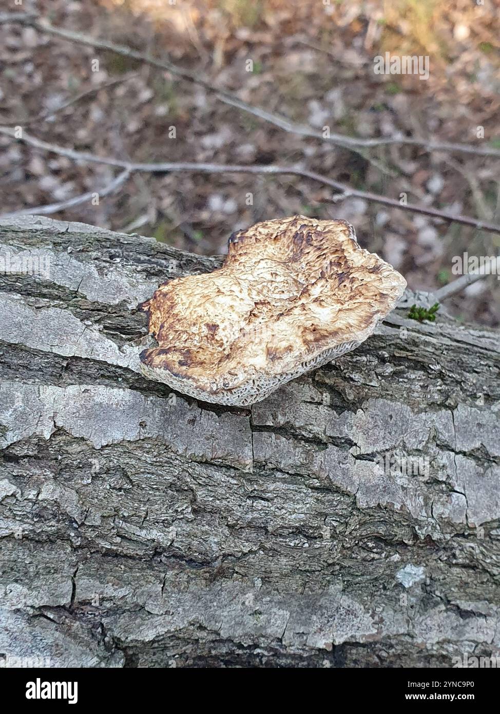 Thin-walled Maze Polypore (Daedaleopsis confragosa Stock Photo - Alamy
