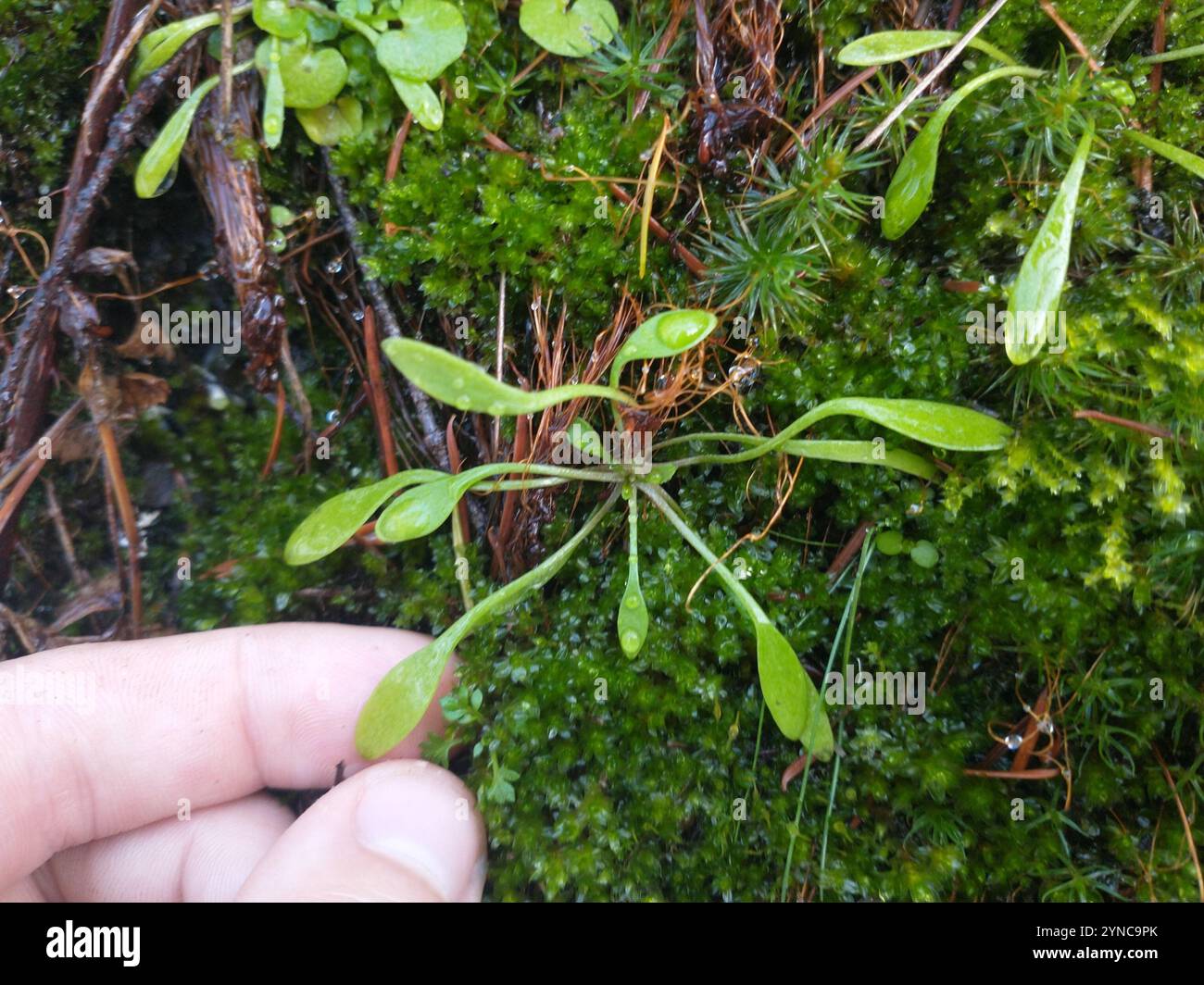 Pussypaw Family (Montiaceae Stock Photo - Alamy