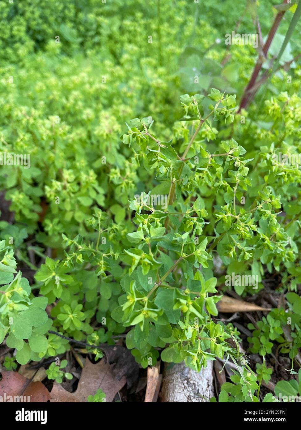 Petty Spurge (Euphorbia peplus Stock Photo - Alamy