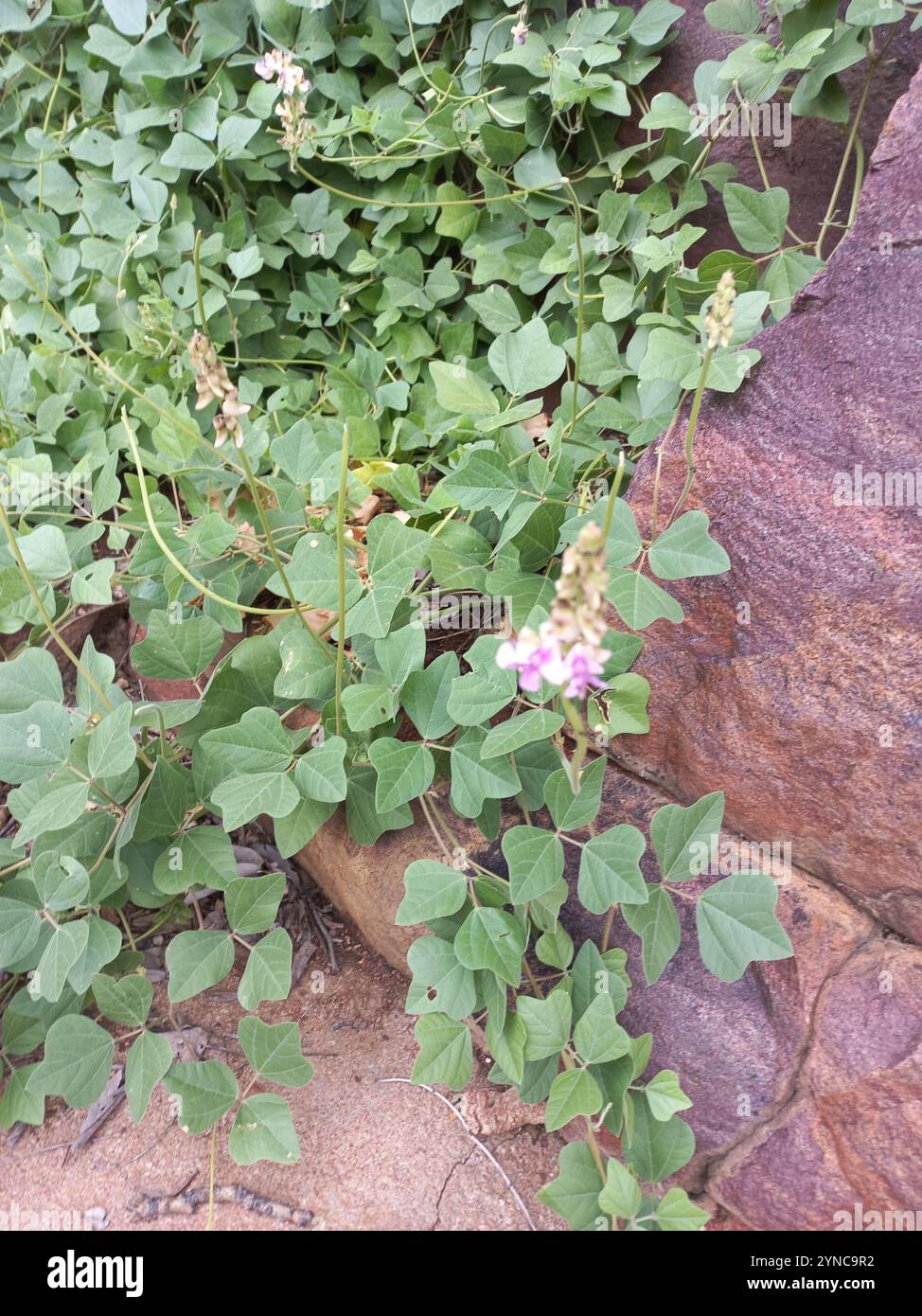 shrubby bean (Vigna frutescens Stock Photo - Alamy