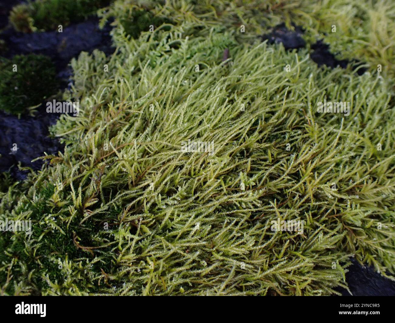 Common Feather-moss (Kindbergia praelonga Stock Photo - Alamy