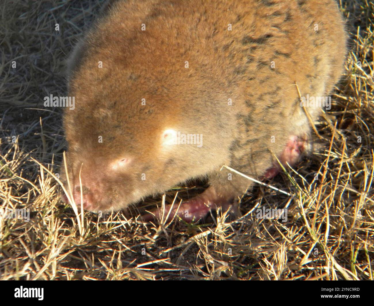 Cape Dune Molerat (Bathyergus suillus Stock Photo - Alamy