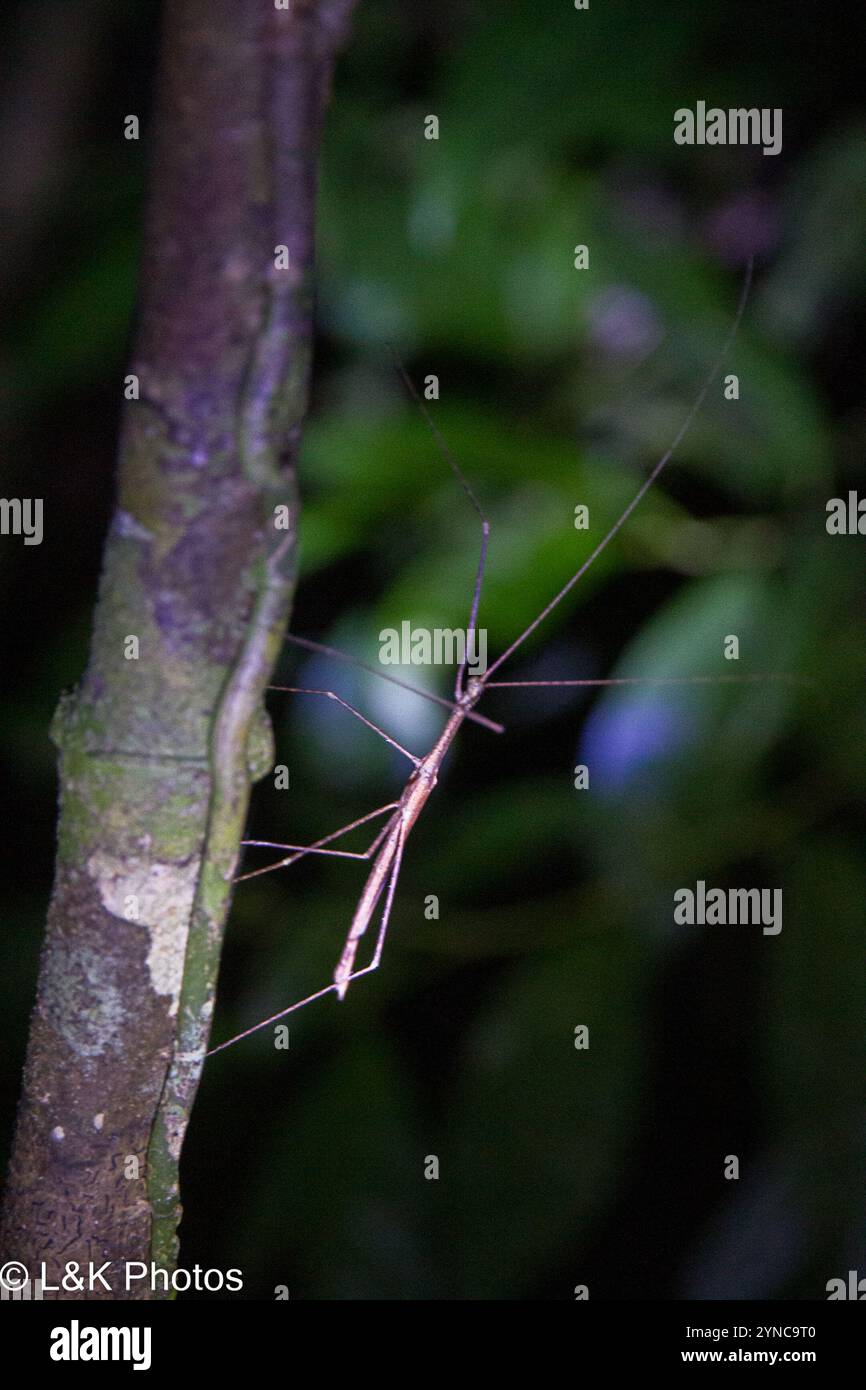 Sipyloidea larryi hi-res stock photography and images - Alamy
