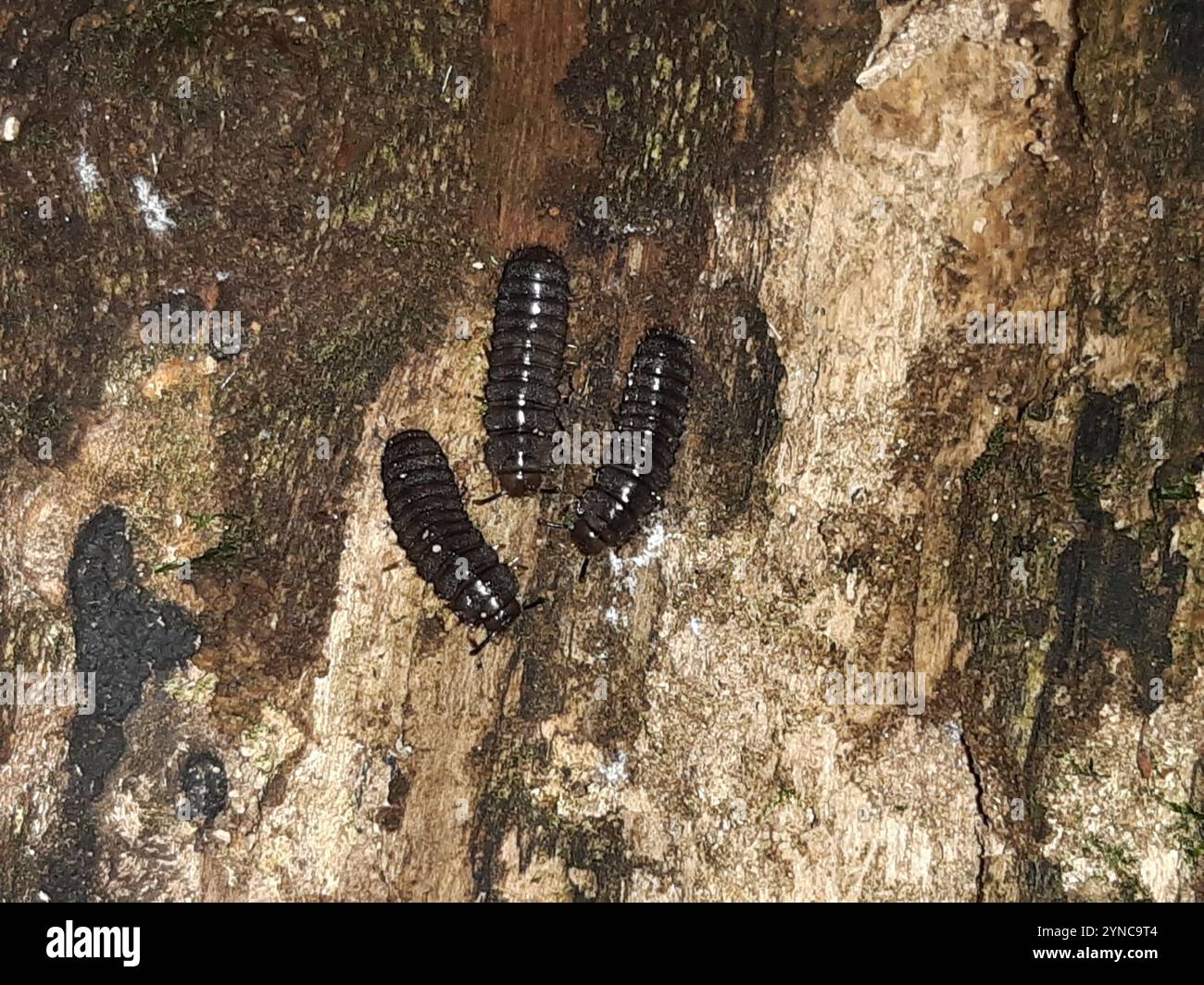 Long-jointed Beetles (Lagriinae Stock Photo - Alamy
