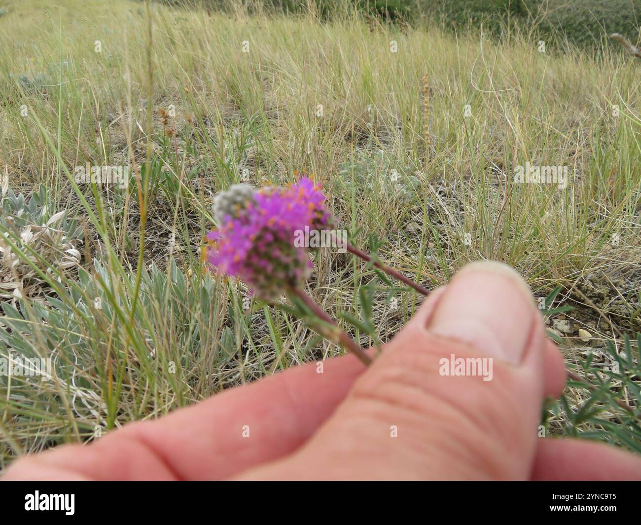 purple prairie clover (Dalea purpurea Stock Photo - Alamy