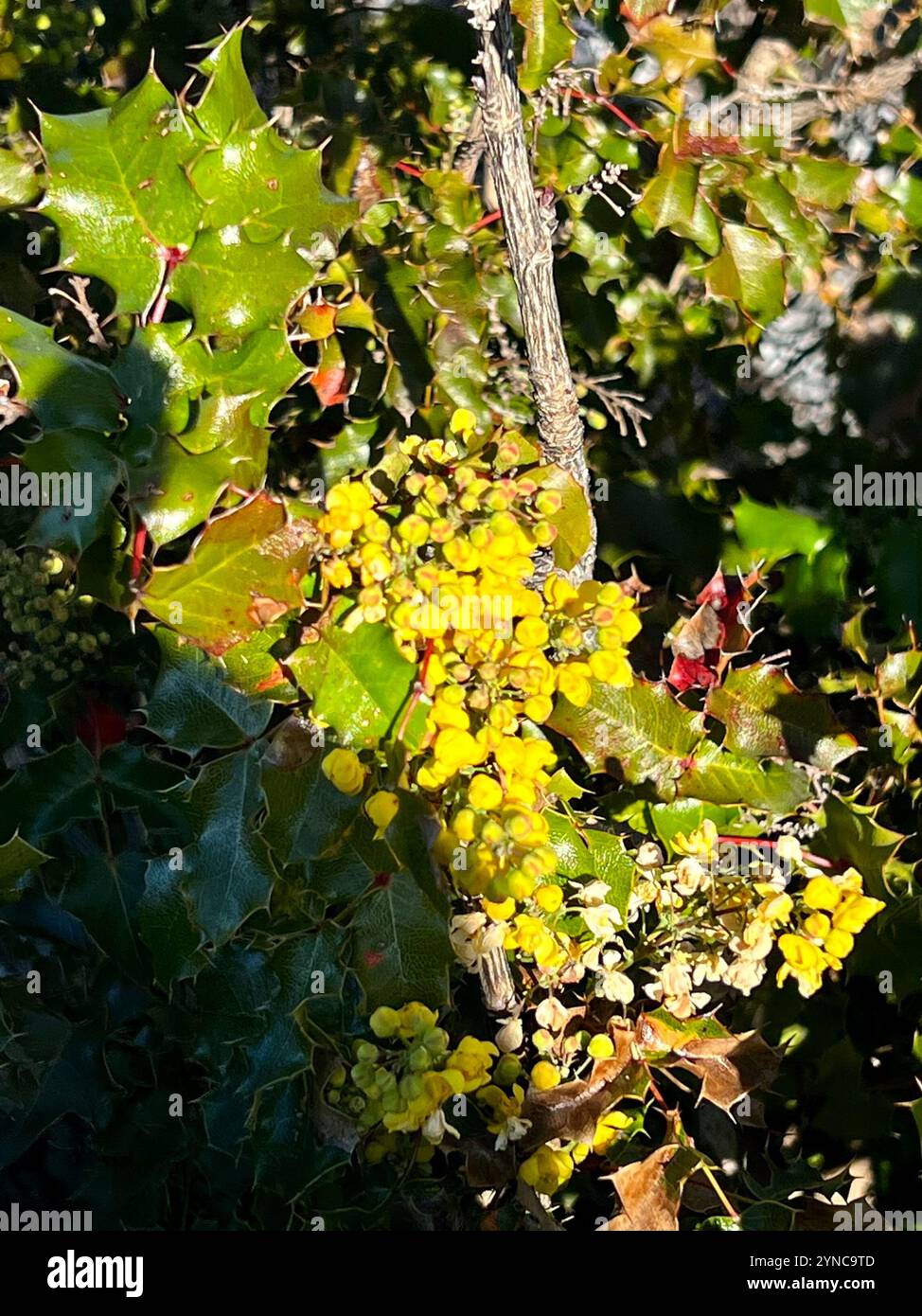 California barberry (Berberis pinnata Stock Photo - Alamy