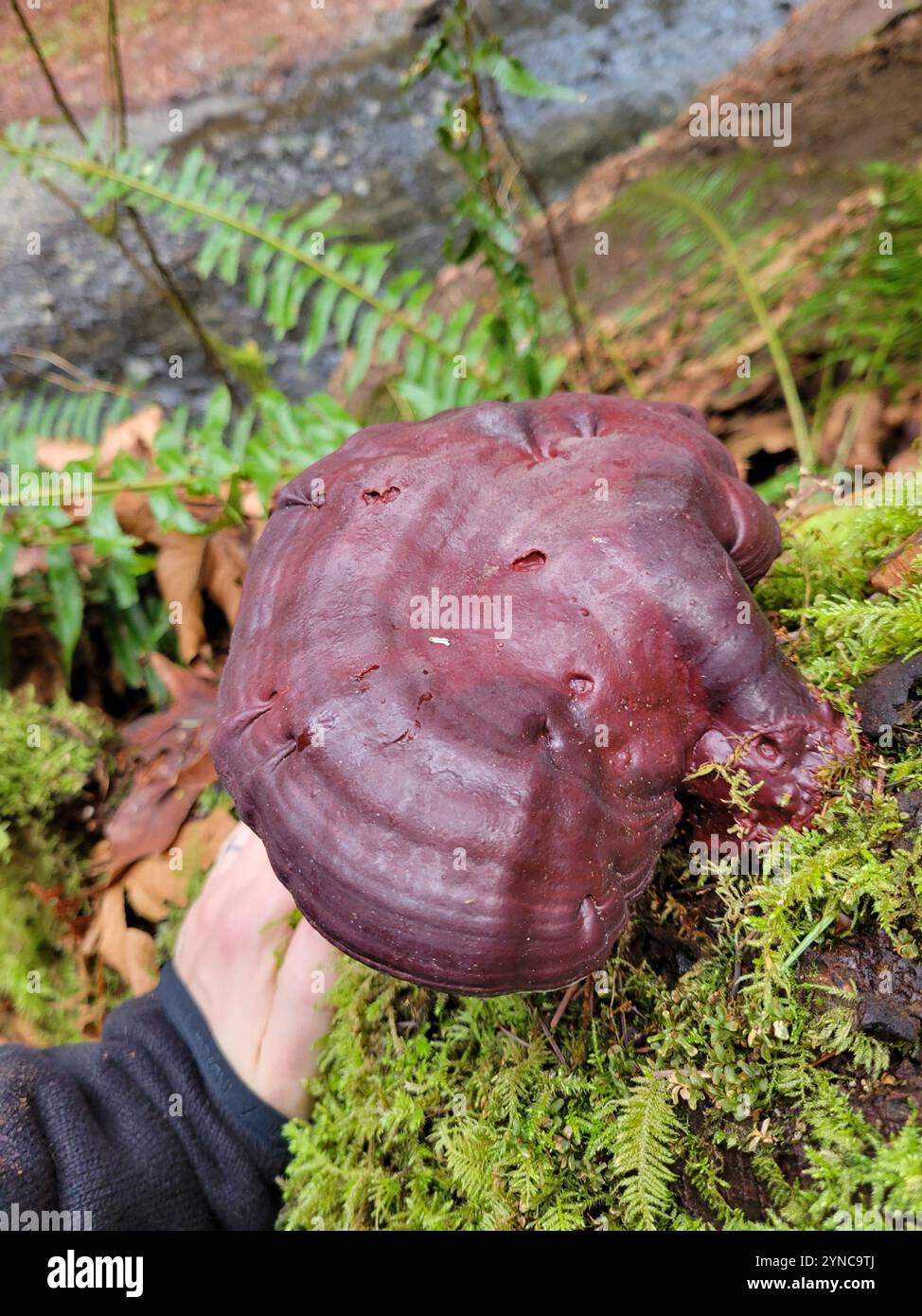 Ganoderma oregonense hi-res stock photography and images - Alamy