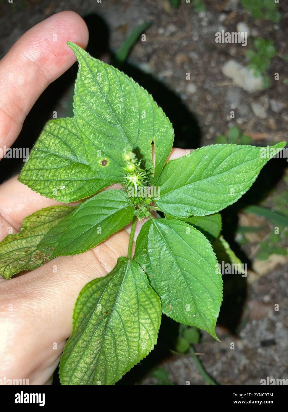Cuban copperleaf (Acalypha setosa Stock Photo - Alamy