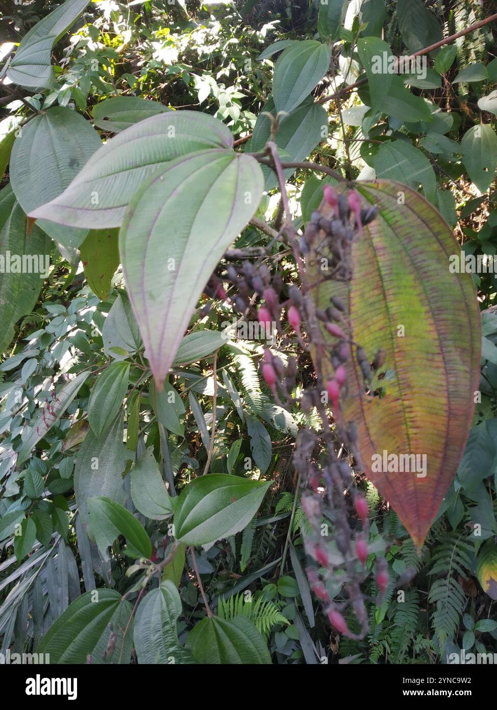Oxyspora paniculata hi-res stock photography and images - Alamy