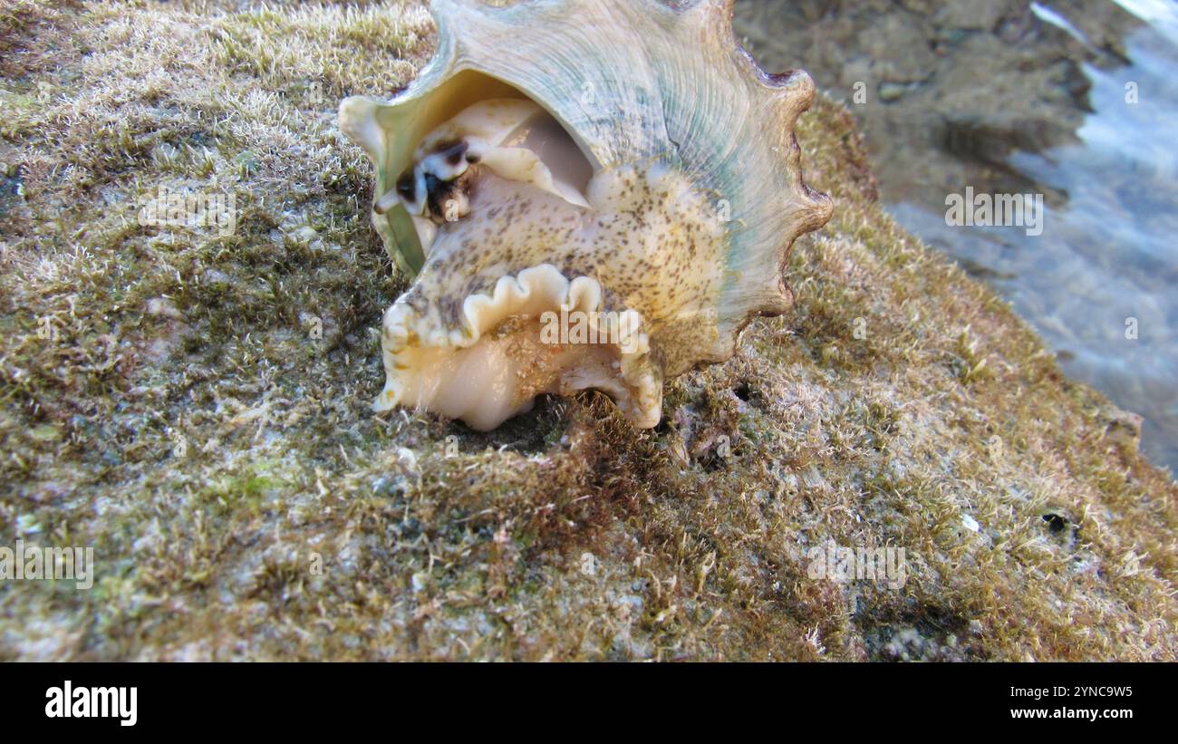 Toothed Top Shell (Tectus dentatus Stock Photo - Alamy