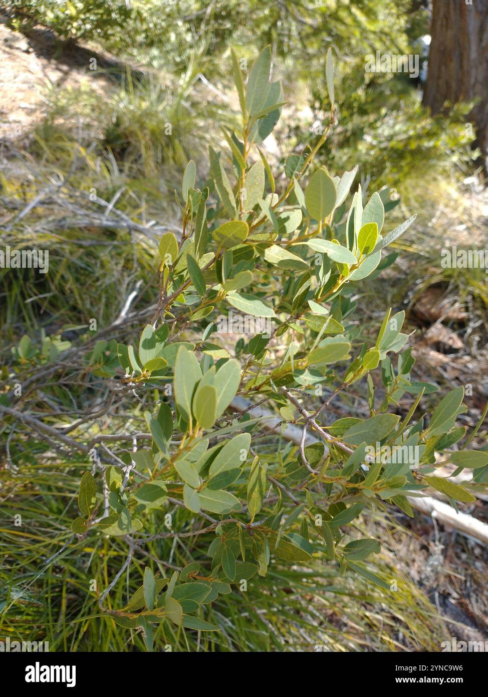 huckleberry oak (Quercus vacciniifolia Stock Photo - Alamy