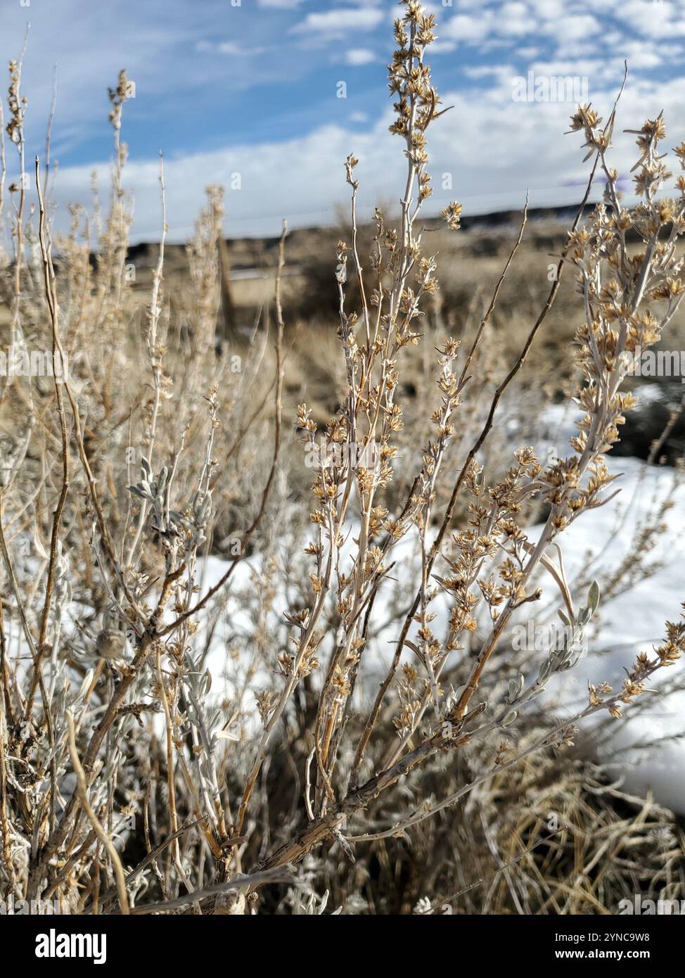 Silver Sagebrush (Artemisia cana Stock Photo - Alamy