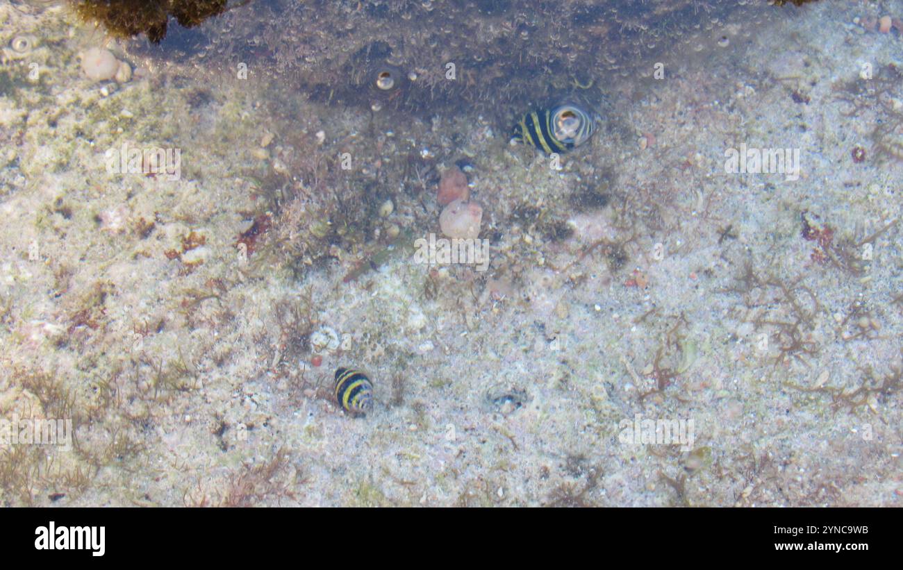 Bumblebee Snail (Engina mendicaria Stock Photo - Alamy