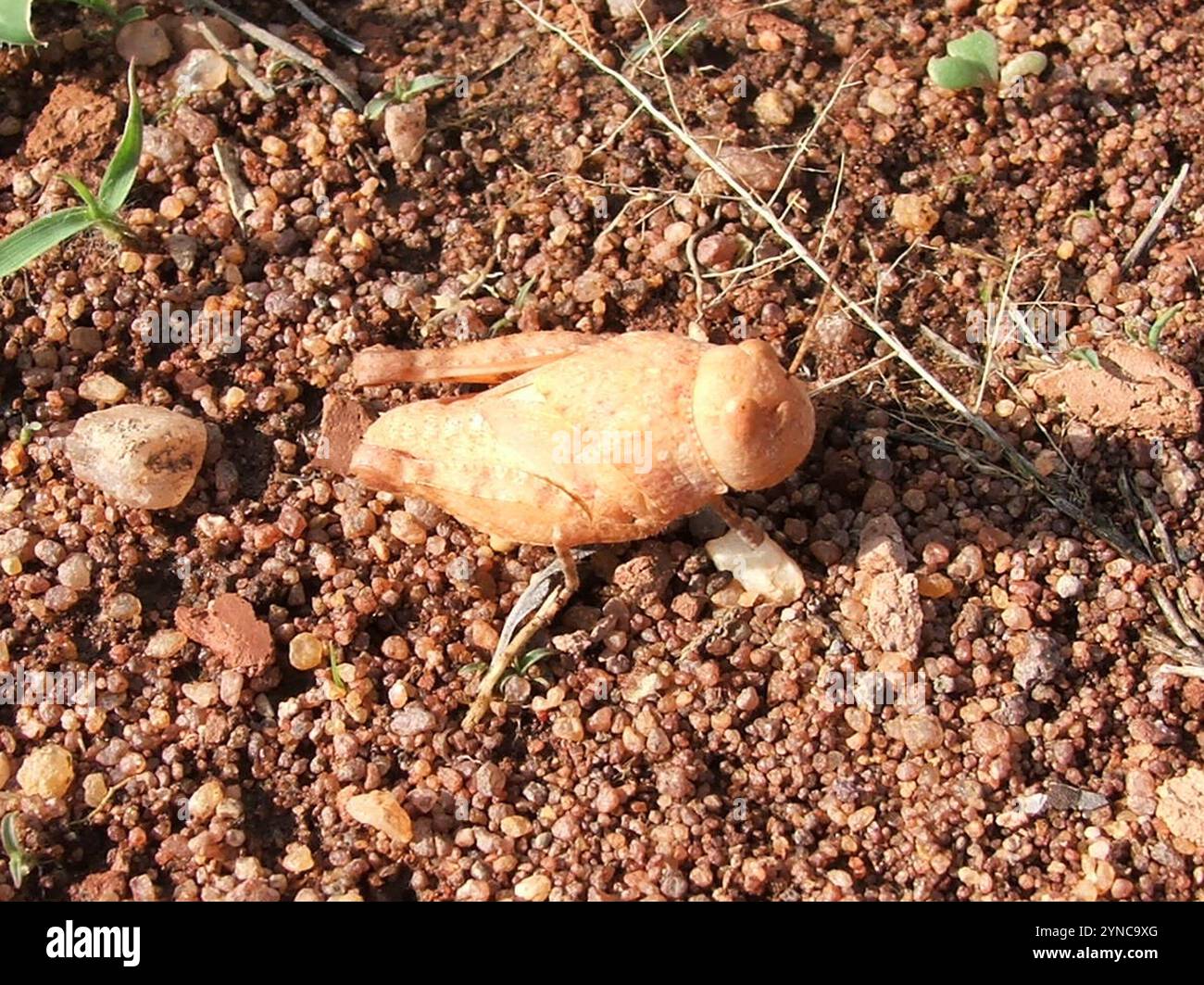 Trachypetrella hi-res stock photography and images - Alamy