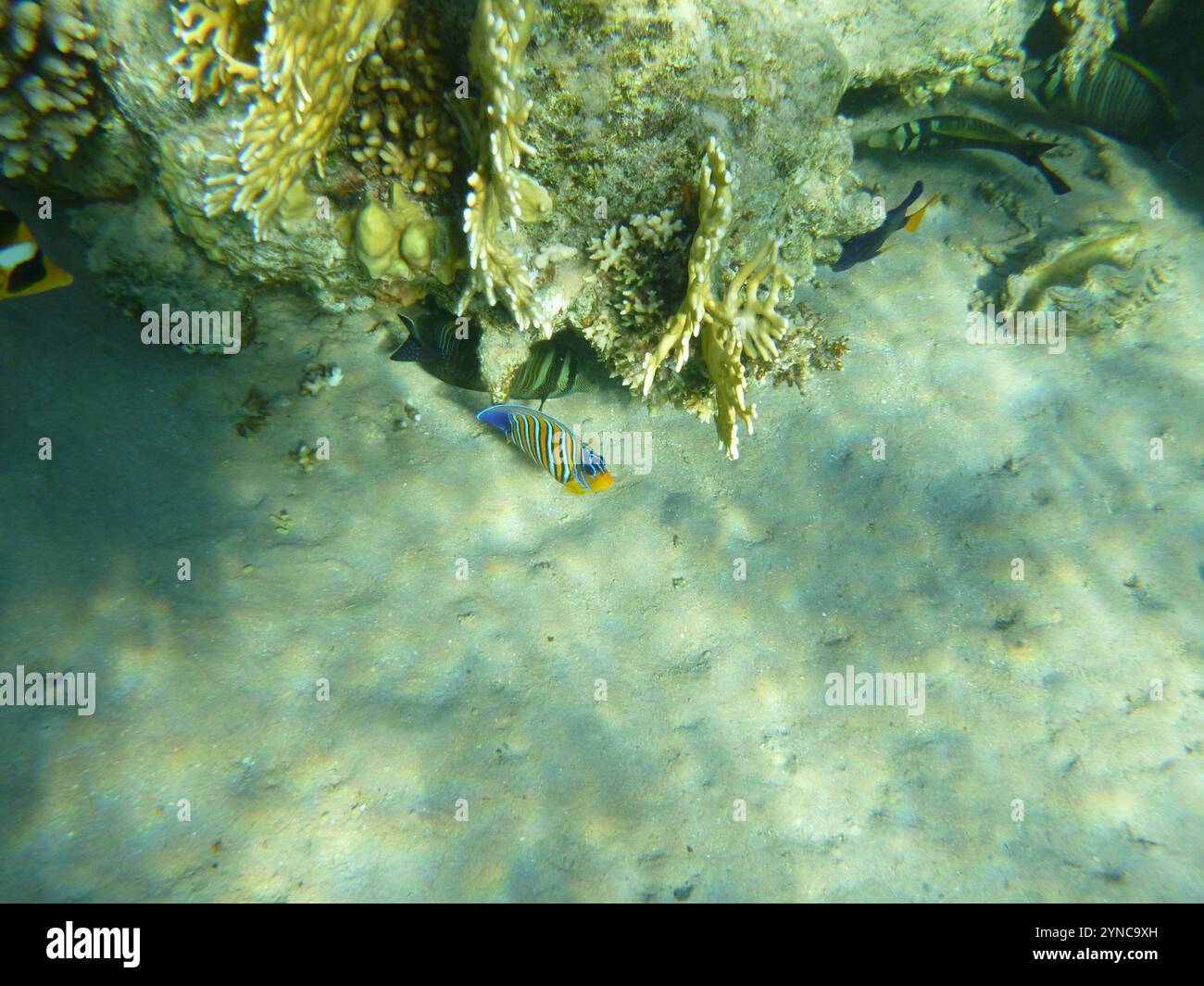 Regal Angelfish (Pygoplites diacanthus Stock Photo - Alamy