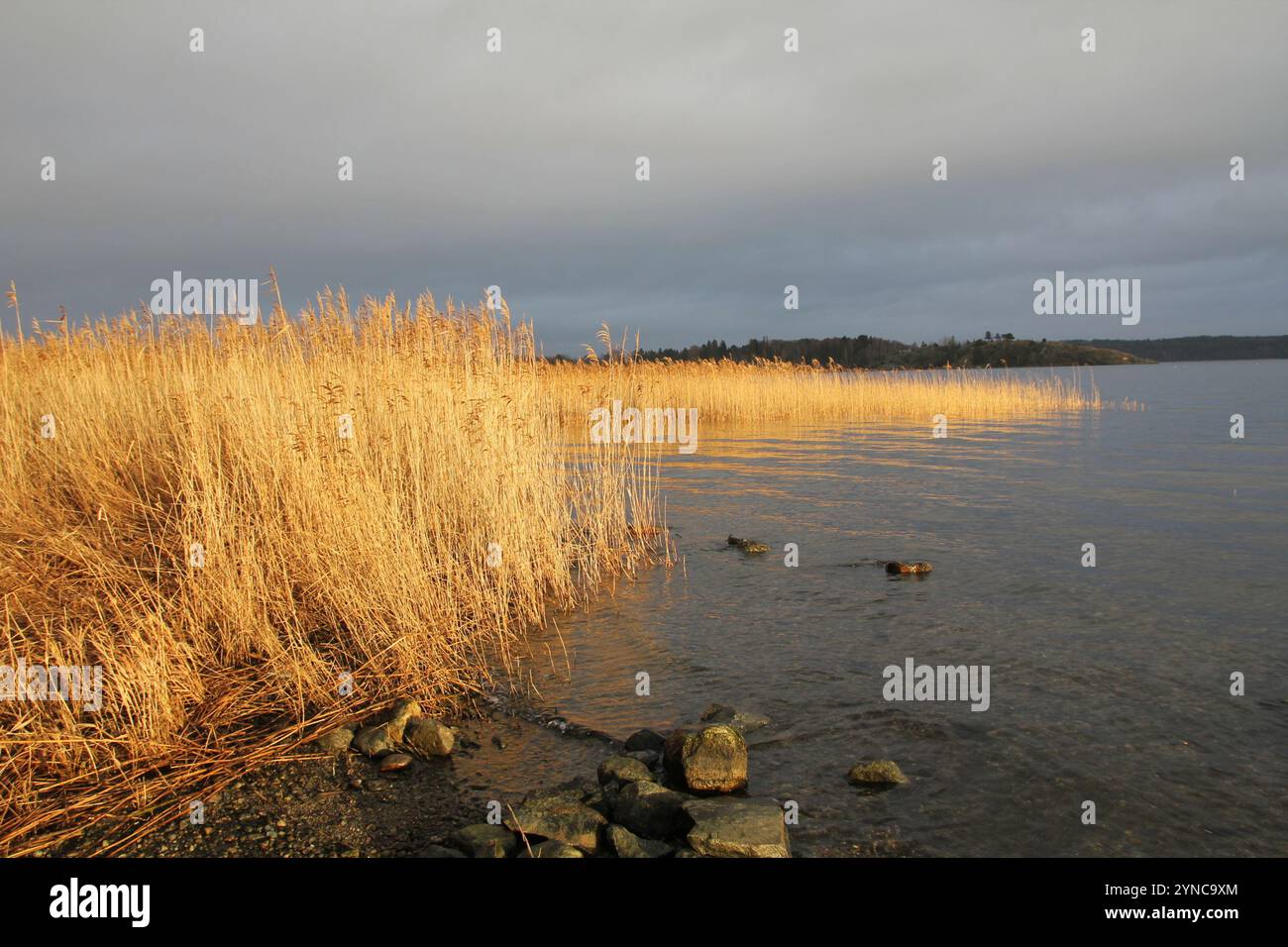 European reed (Phragmites australis australis Stock Photo - Alamy