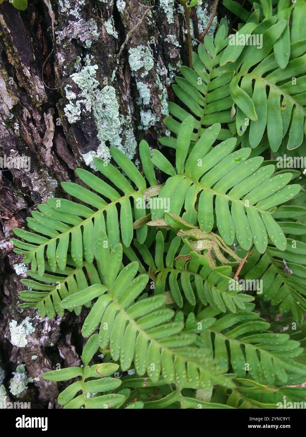 resurrection fern (Pleopeltis michauxiana Stock Photo - Alamy
