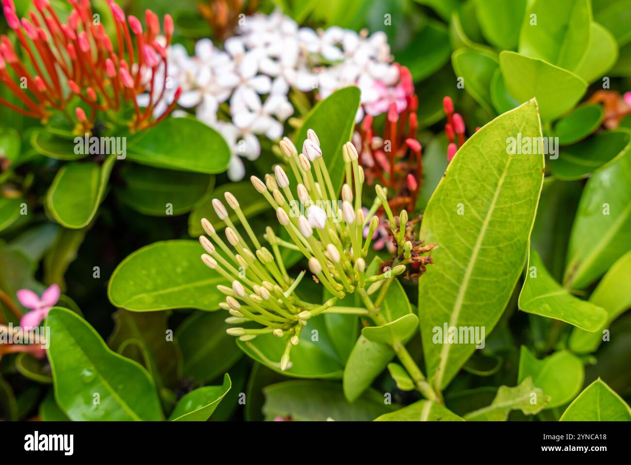 The Soka flower plant or red Ixora chinensis, commonly known as Chinese ...