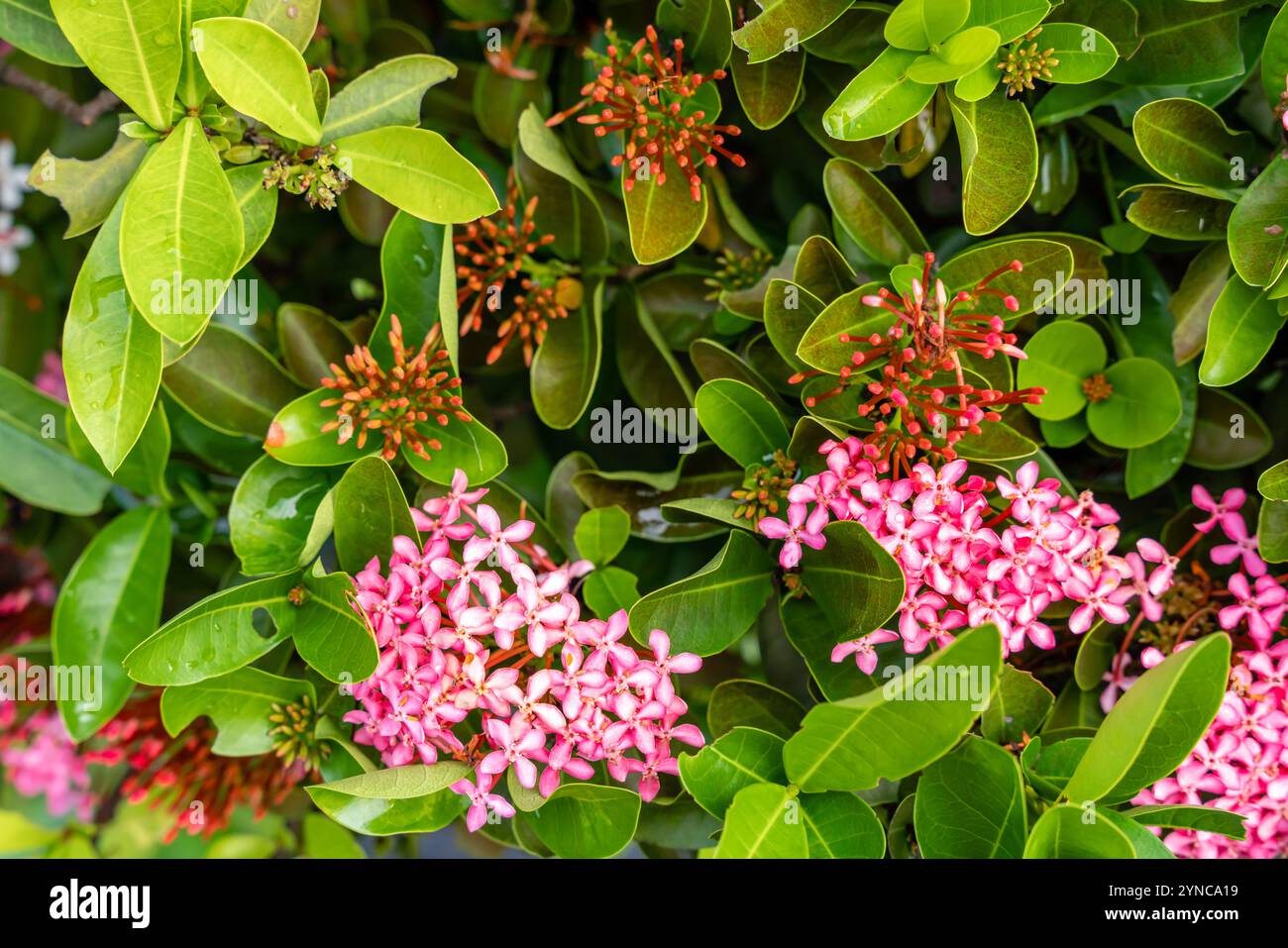 The Soka flower plant or red Ixora chinensis, commonly known as Chinese ...