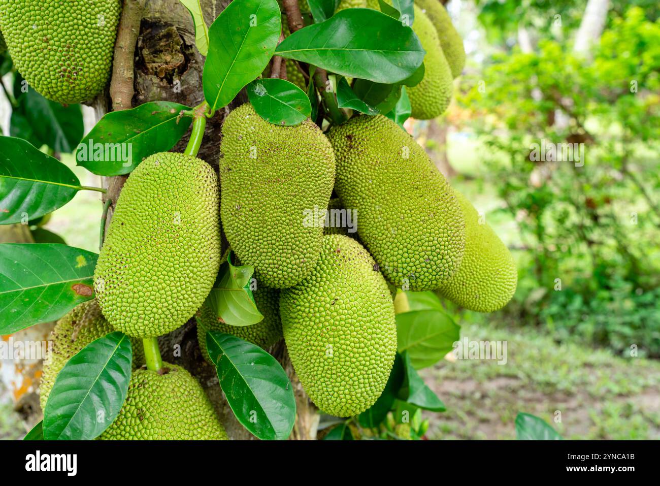 Jackfruit or Pohon Nangka is the name of a kind of tree, as well as ...