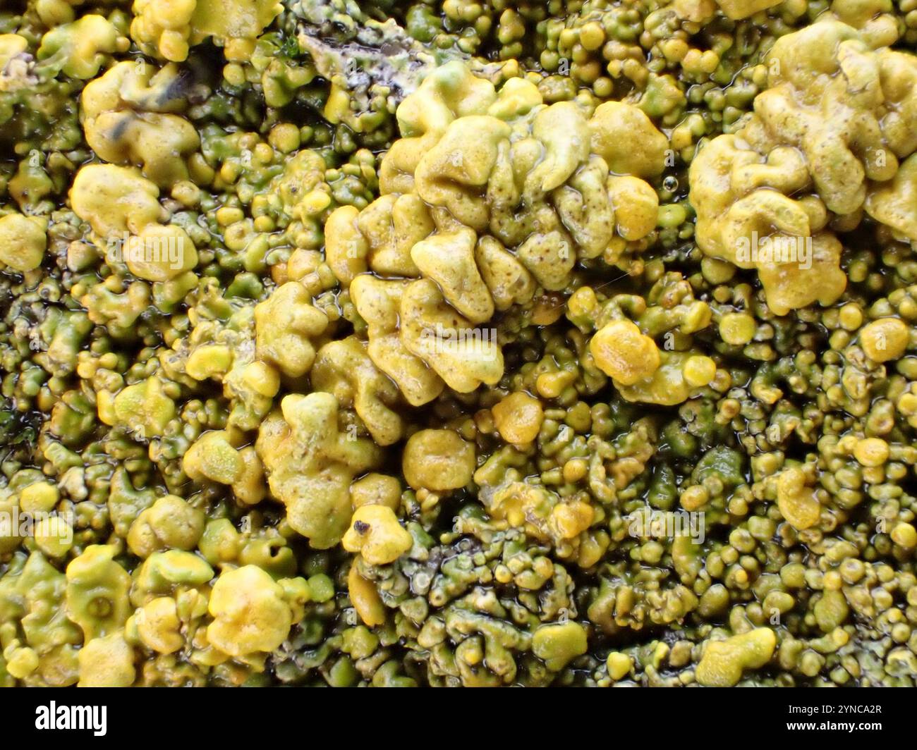 Xanthoria calcicola hi-res stock photography and images - Alamy