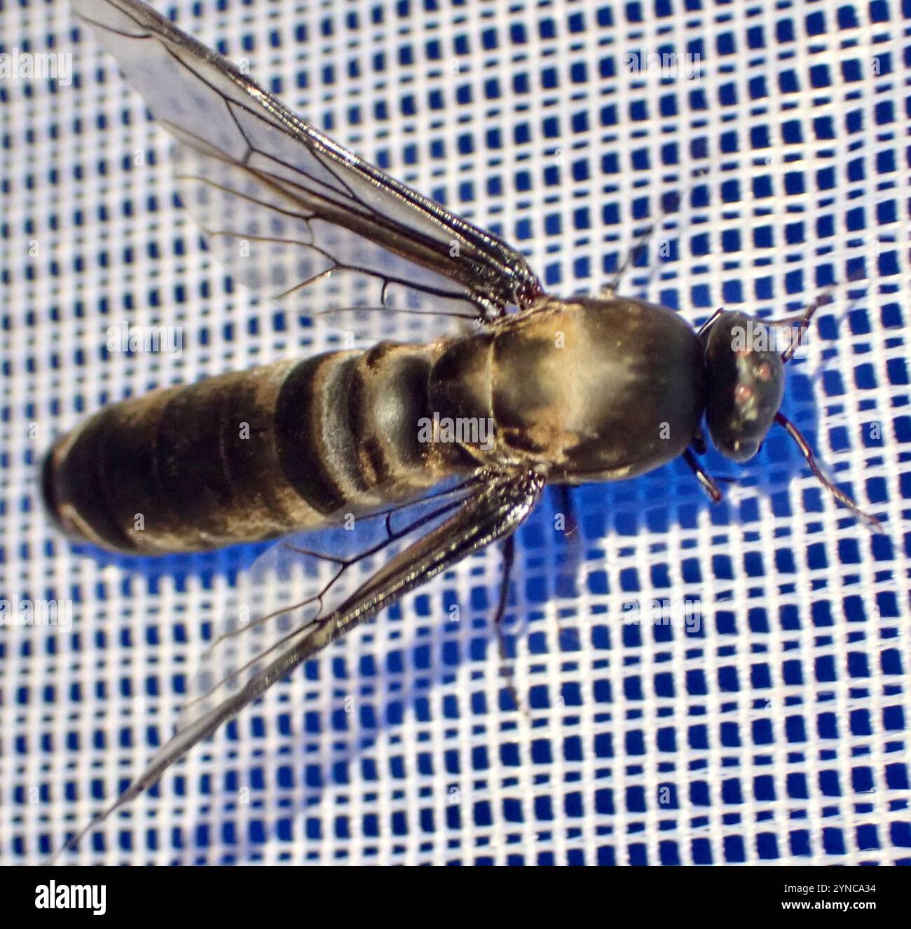 Typical Driver Ants (Dorylus nigricans Stock Photo - Alamy