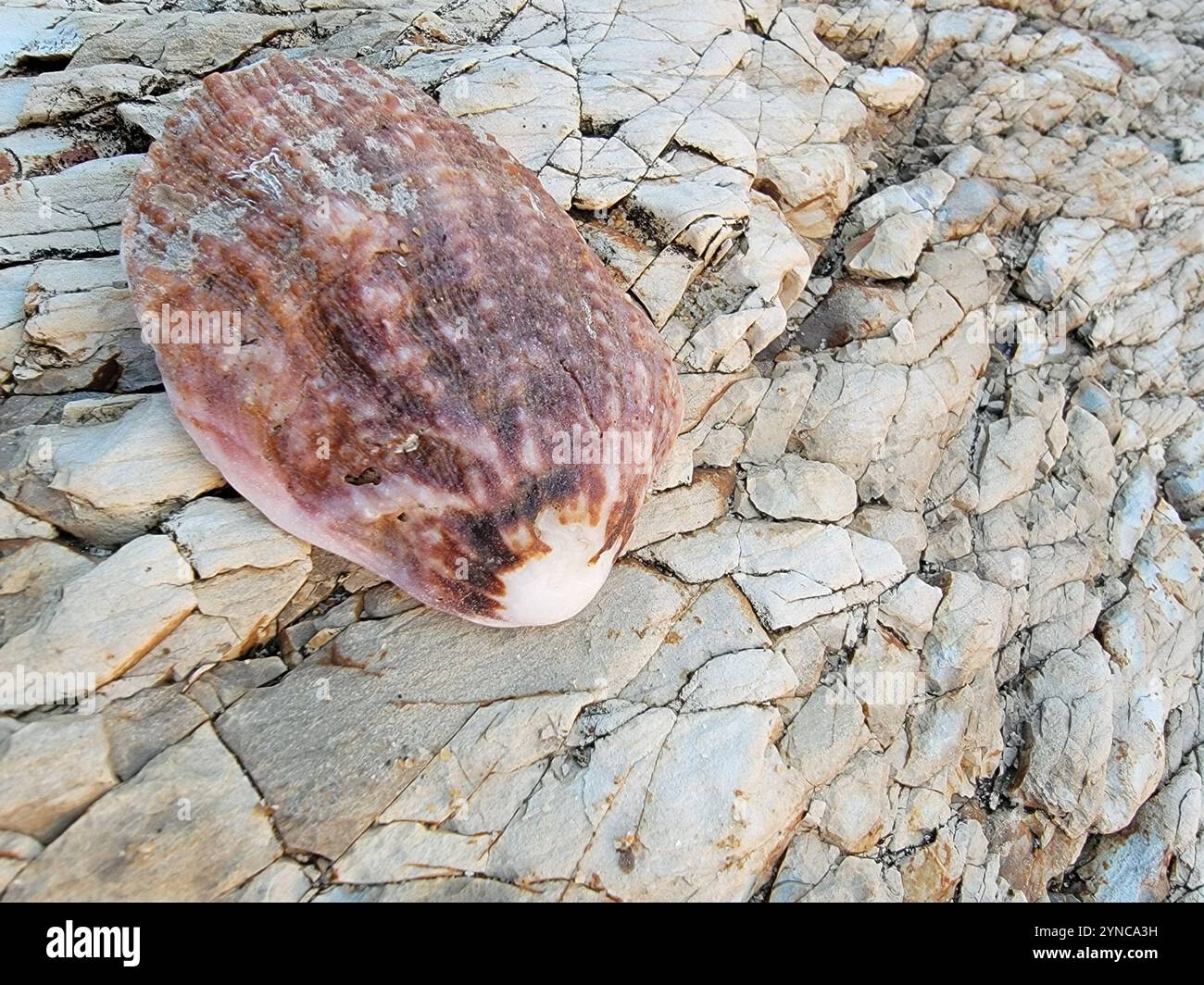 Giant Rock Scallop (Crassadoma gigantea Stock Photo - Alamy