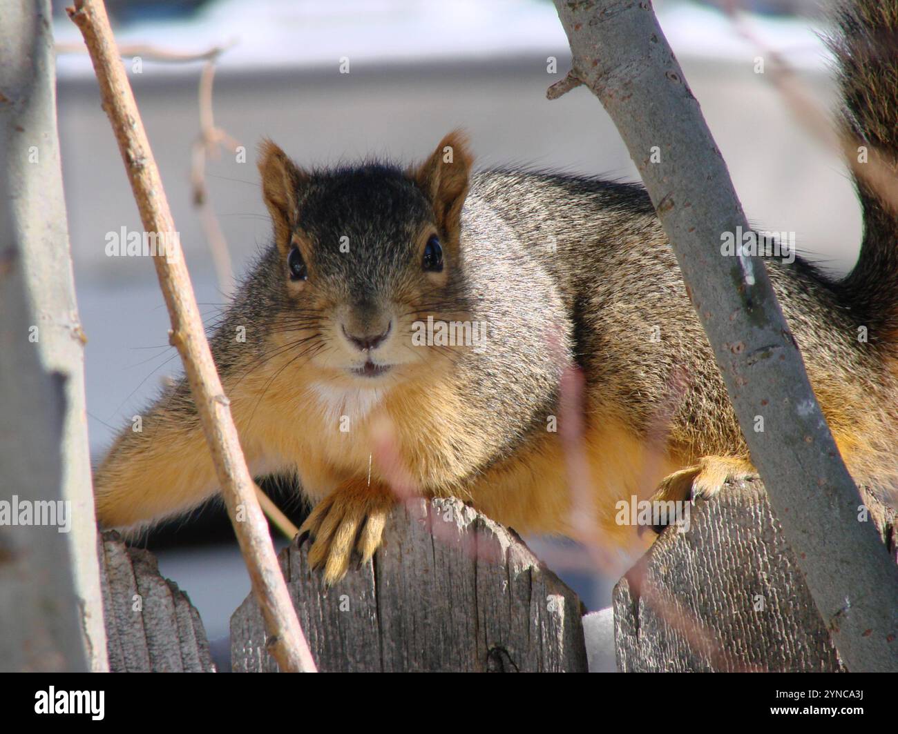 Eastern Fox Squirrel (Sciurus niger Stock Photo - Alamy