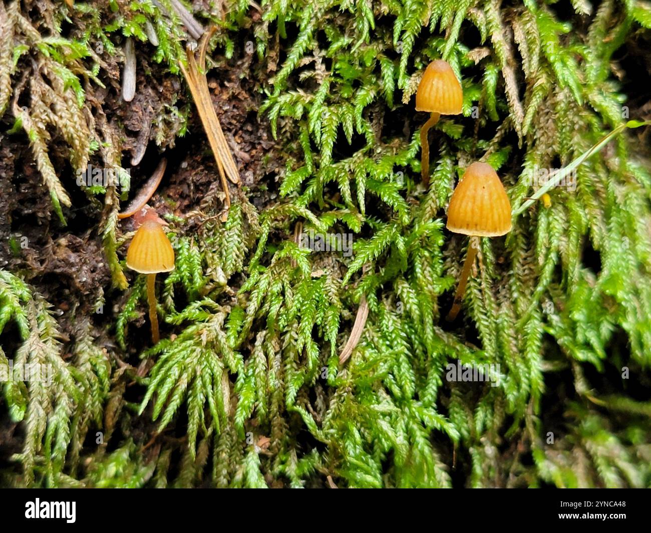 Moss Bells (Galerina Stock Photo - Alamy