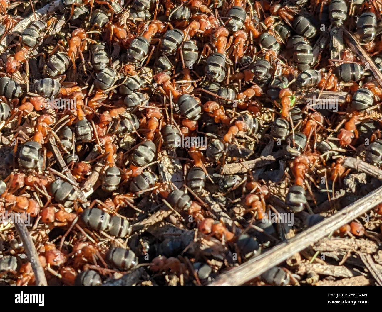 Western Mound Ant (Formica integroides Stock Photo - Alamy