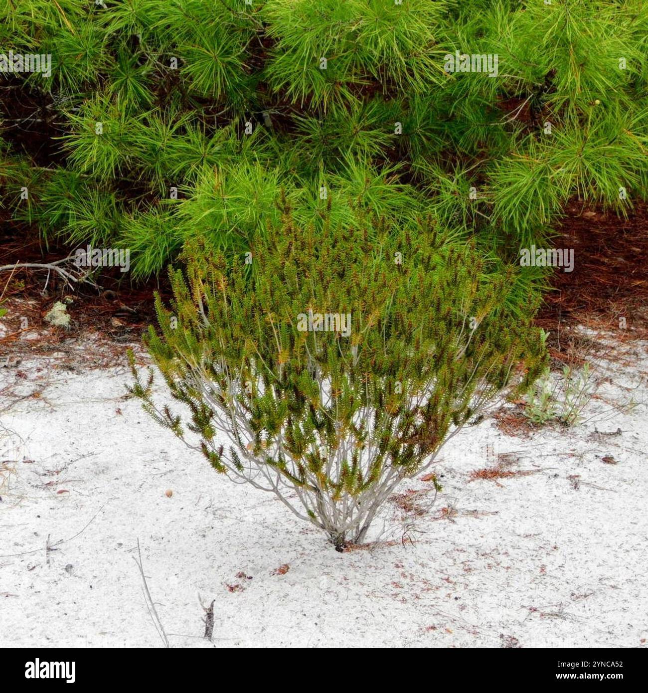 Florida rosemary (Ceratiola ericoides Stock Photo - Alamy