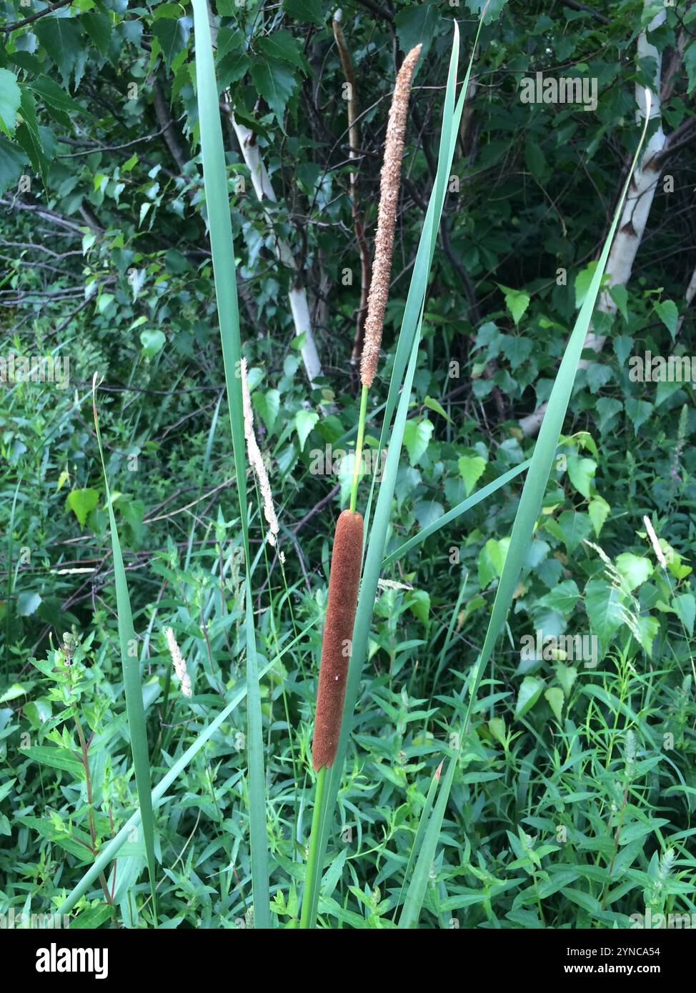 narrow-leaved cattail (Typha angustifolia Stock Photo - Alamy