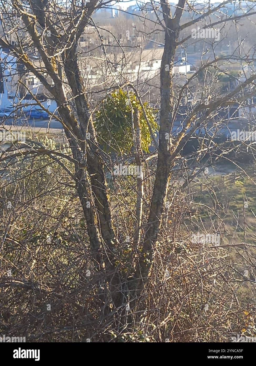 European mistletoe (Viscum album Stock Photo - Alamy