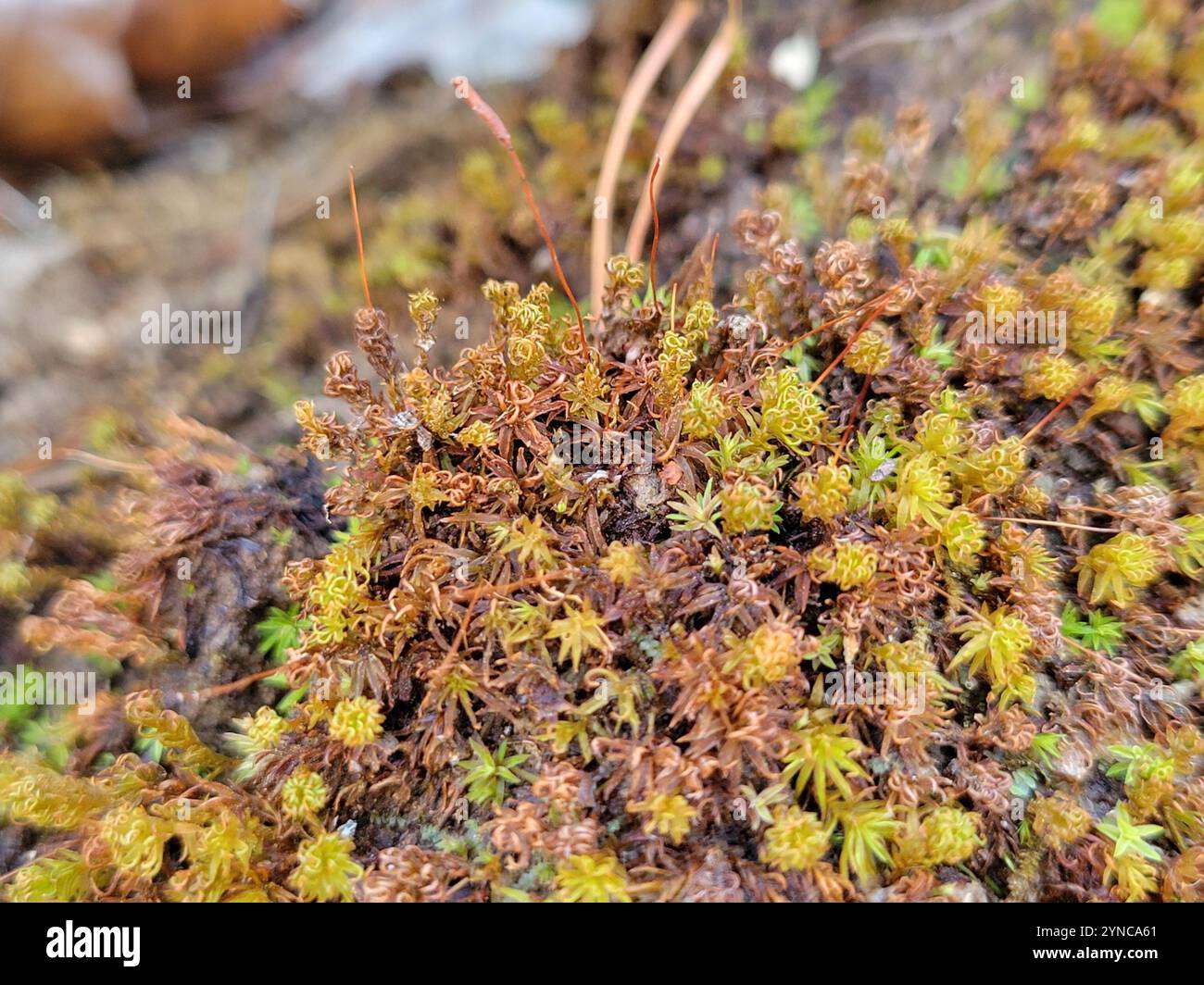 lesser smoothcap (Atrichum angustatum Stock Photo - Alamy