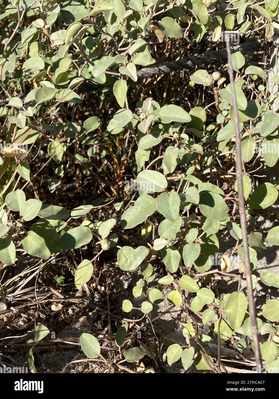 Beach Croton (Croton punctatus Stock Photo - Alamy