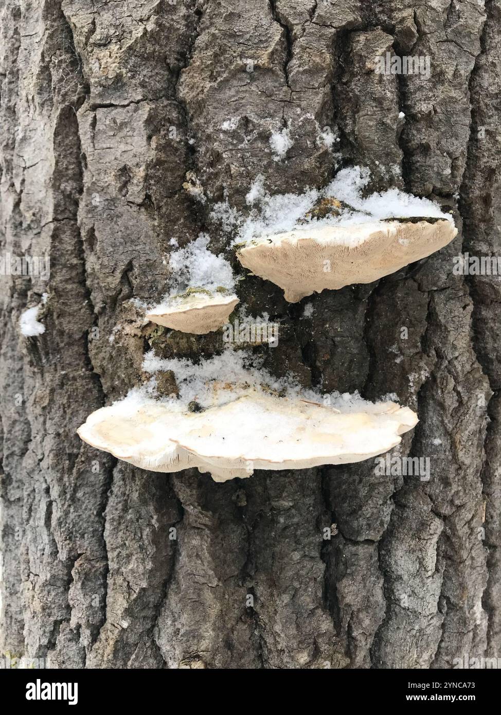 Lumpy Bracket (Trametes gibbosa Stock Photo - Alamy