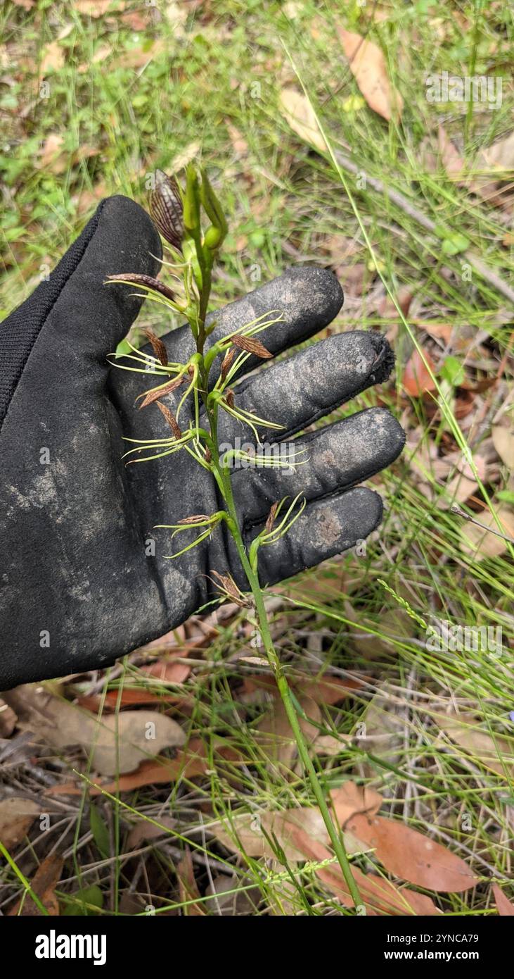 bonnet orchid (Cryptostylis erecta Stock Photo - Alamy